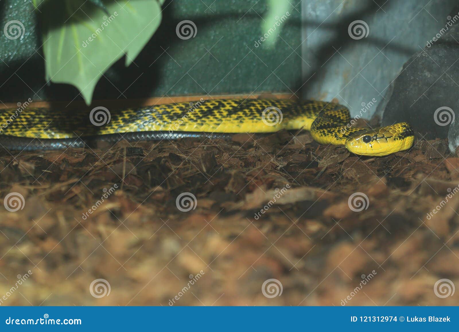 Puffing Snake Stock Photos - Free & Royalty-Free Stock Photos from ...