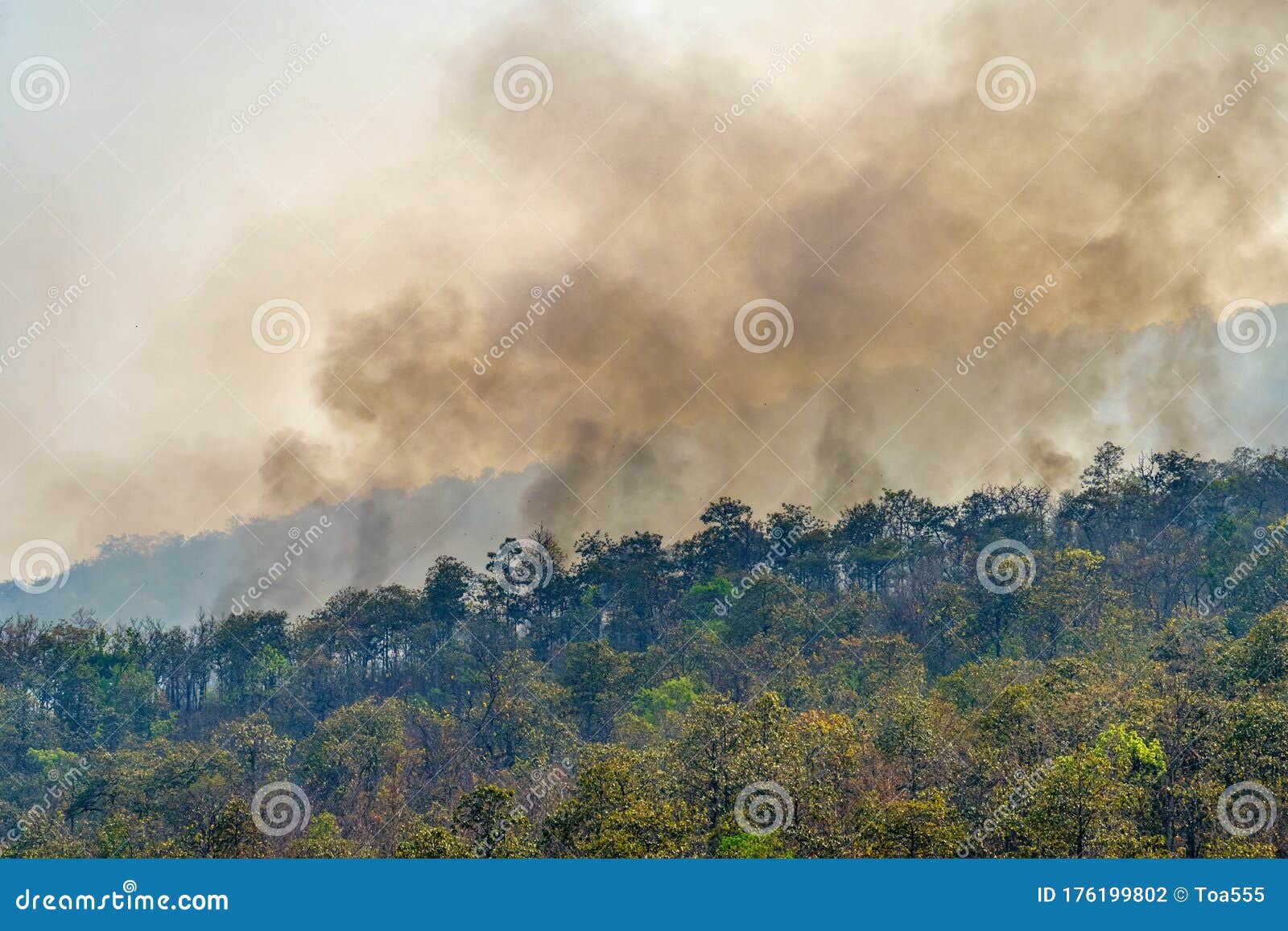 Amazon Rain Forest Fire Disaster is Burning Caused by Humans Stock ...
