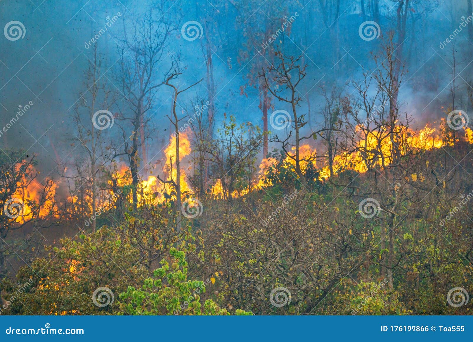 Amazon Rain Forest Fire Disaster is Burning Caused by Humans Stock ...