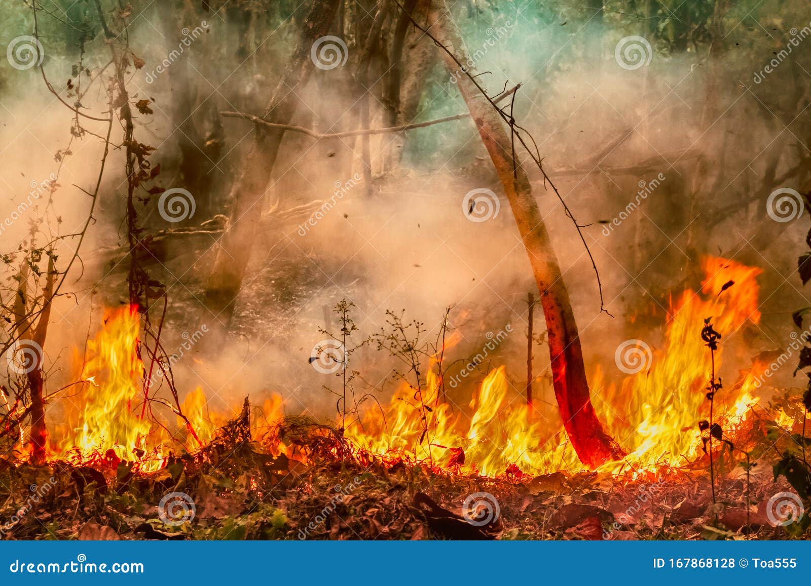 Rain Forest Fire Disaster is Burning Stock Photo - Image of never ...