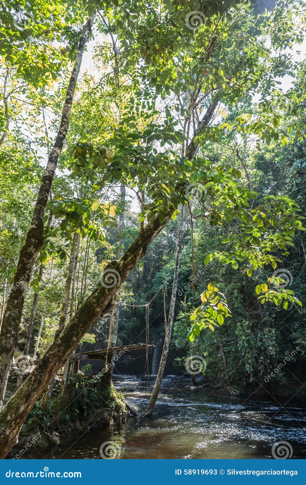 Amazon rainforest stock image. Image of environment, natural - 58919693