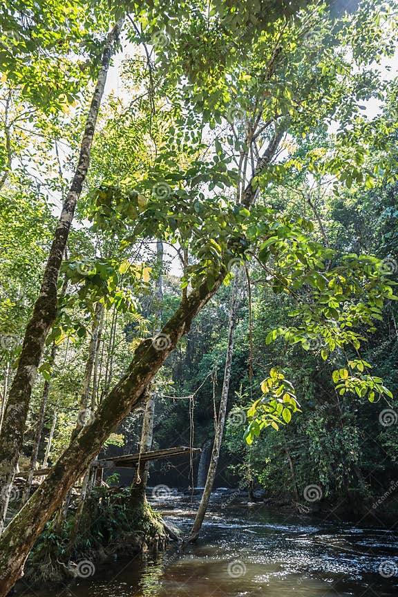 Amazon rainforest stock image. Image of amazon, scenery - 58919693