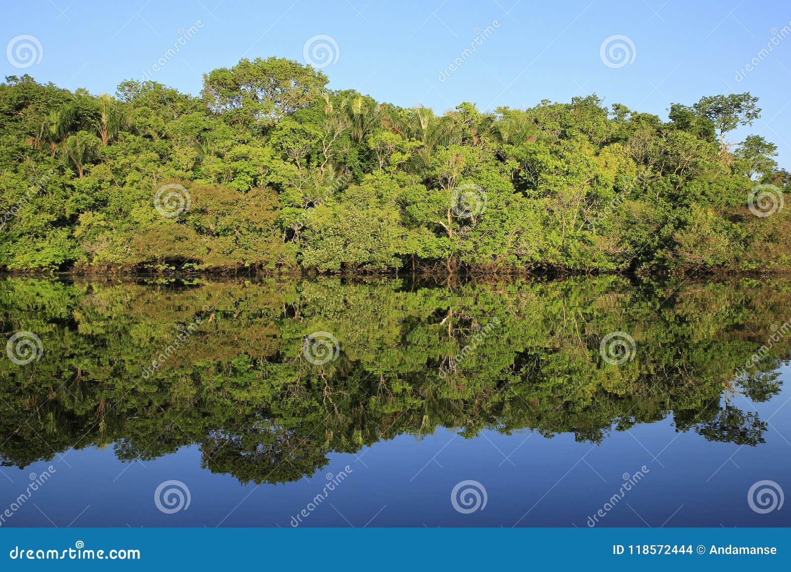 Amazon Rainforest with Blue Sky and Mirror Reflections in the Water ...