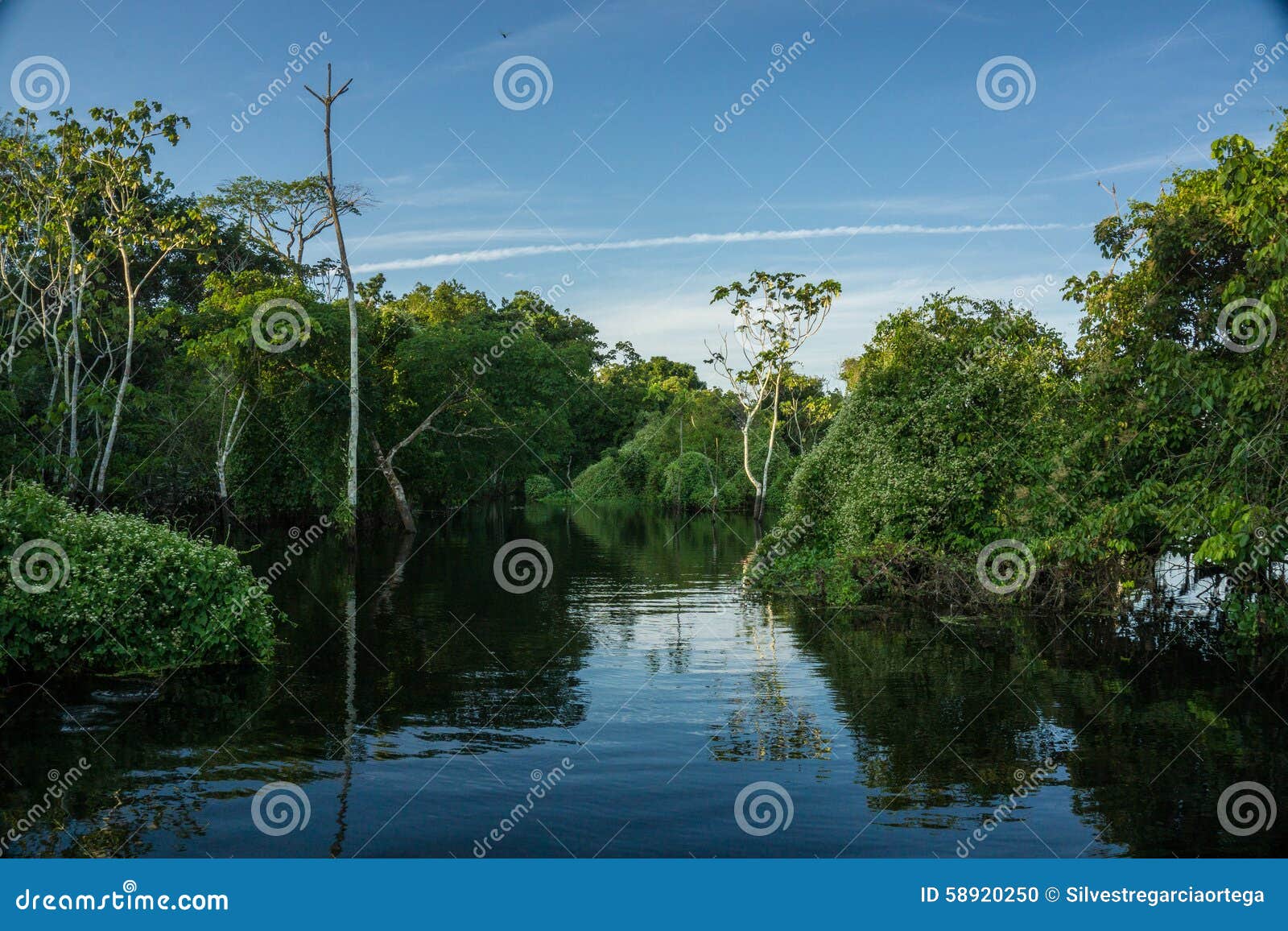Amazon rainforest stock photo. Image of rain, water, wild - 58920250