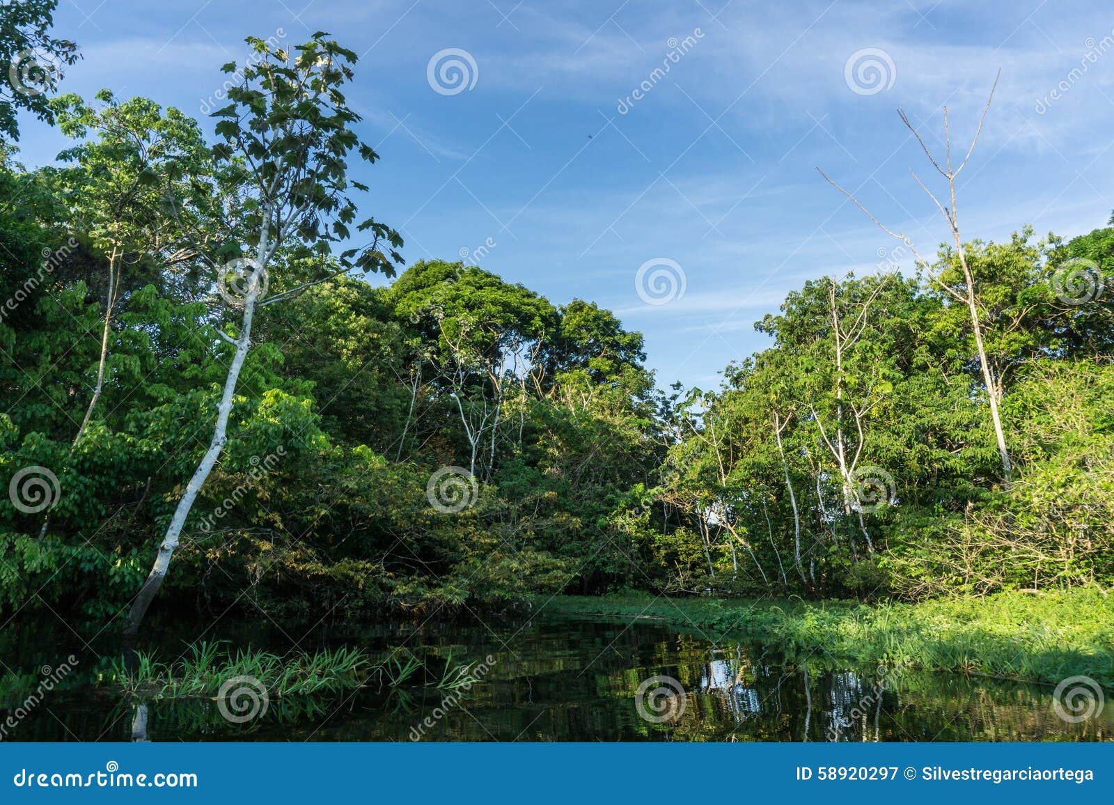 Amazon rainforest stock image. Image of amazon, rain - 58920297