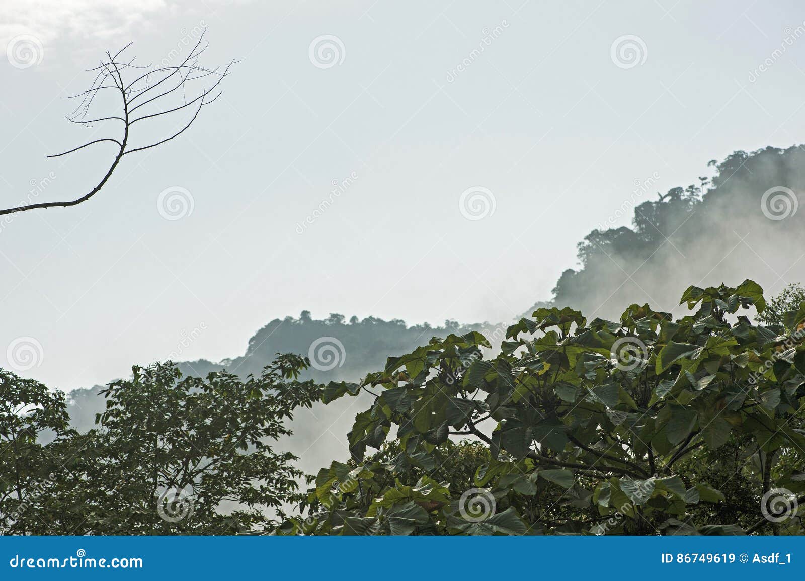 Amazon rainforest stock image. Image of choco, river - 86749619