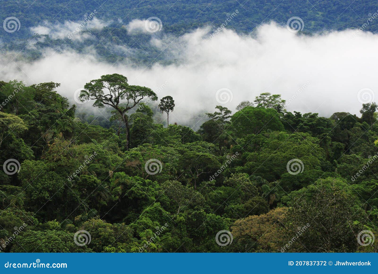 Amazon Rainforest With Blue Sky And Mirror Reflections In The Water ...