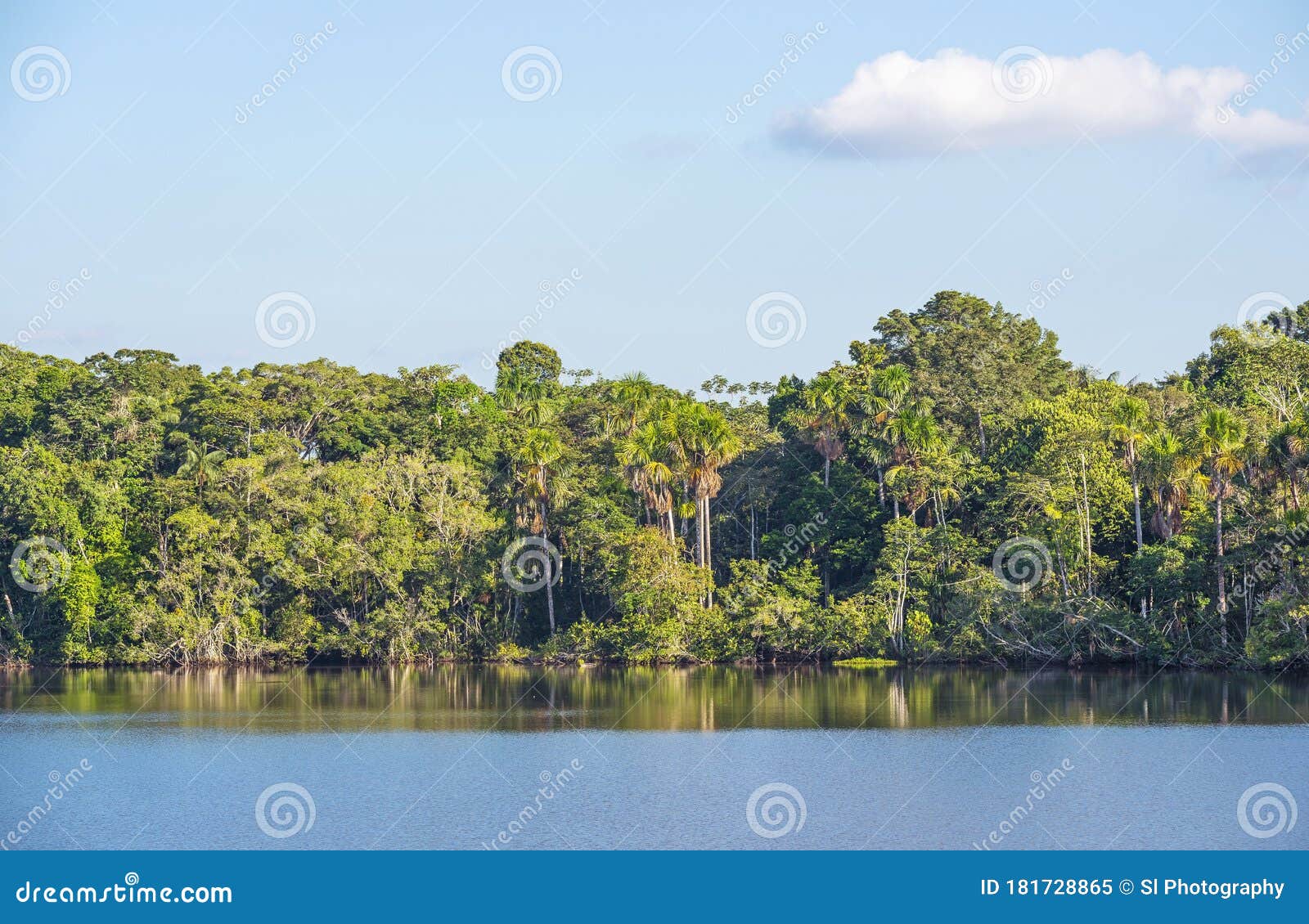 Amazon Rainforest Landscape Stock Image - Image of national, landscape ...