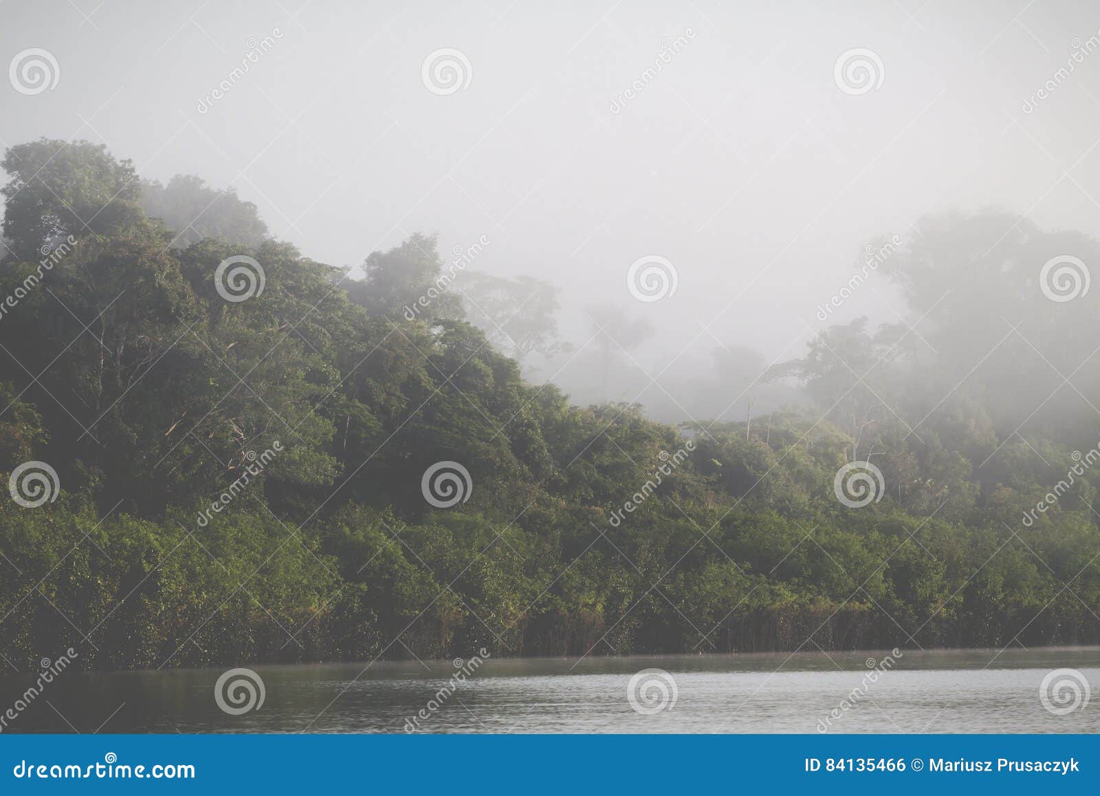 Amazon Rainforest, Peru, South America Stock Photo - Image of bolivia ...