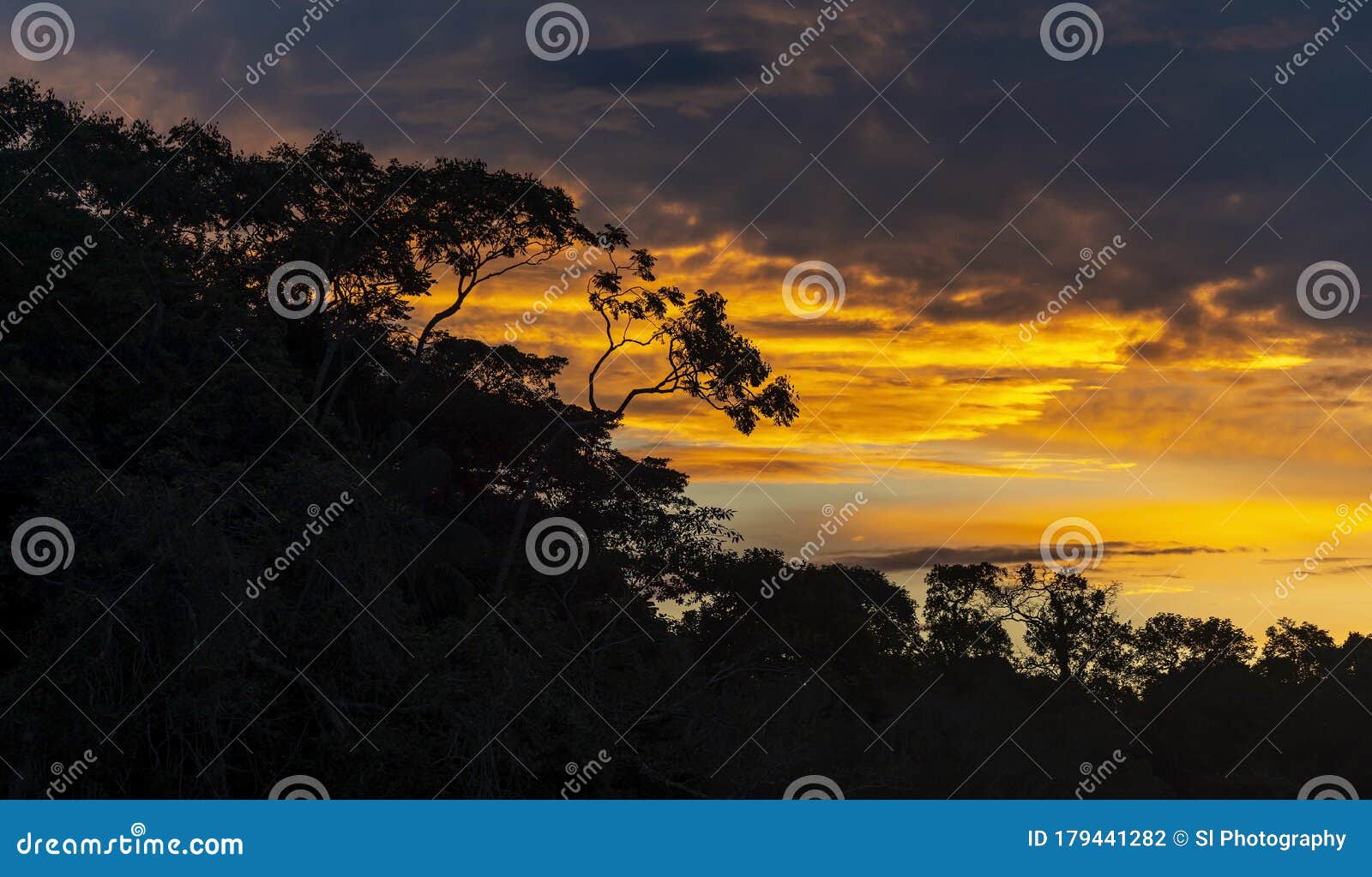 Amazon Rainforest Sunset Panorama Stock Photo - Image of guyana, canopy ...