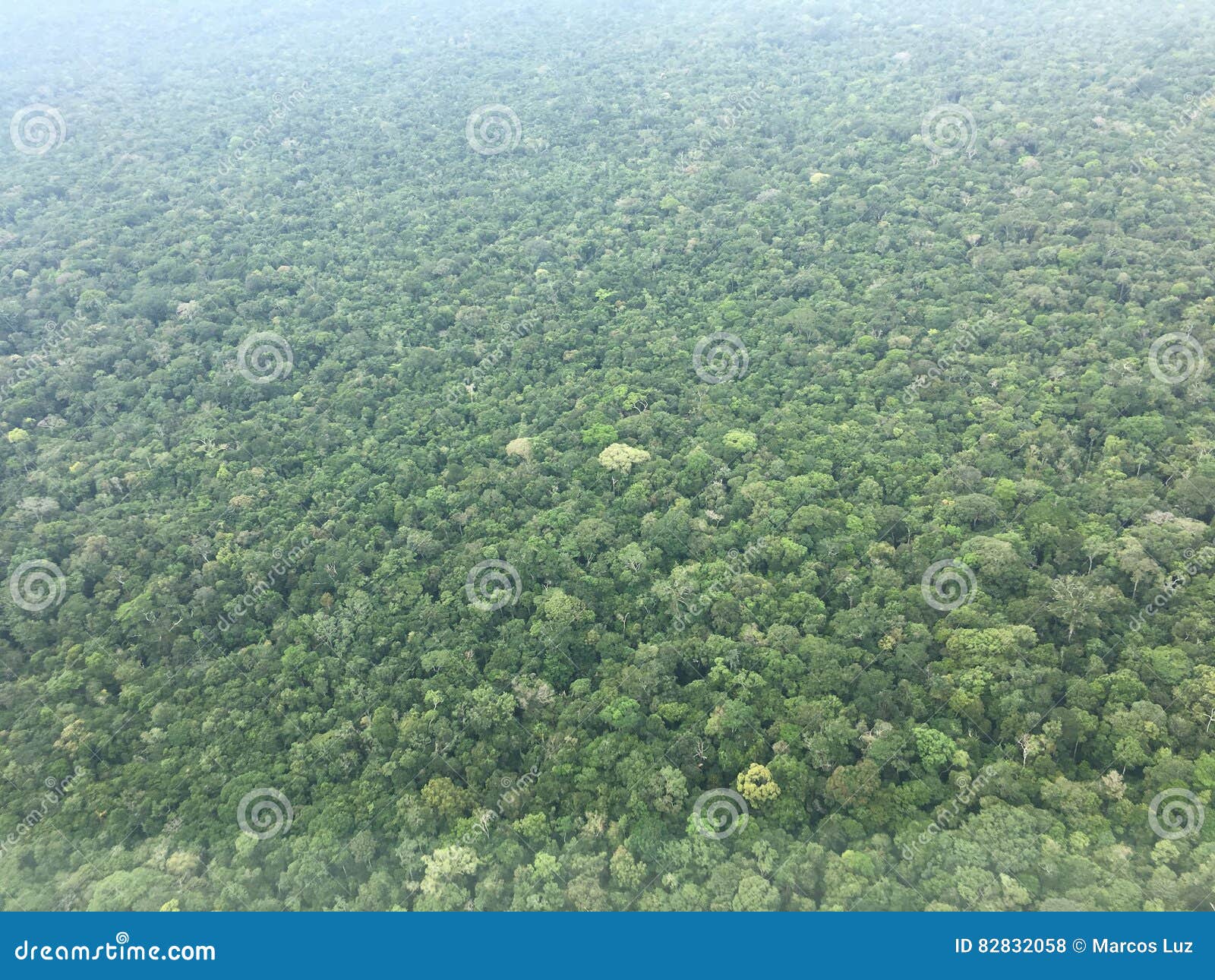 Amazon rainforest stock photo. Image of true, rainforest - 82832058