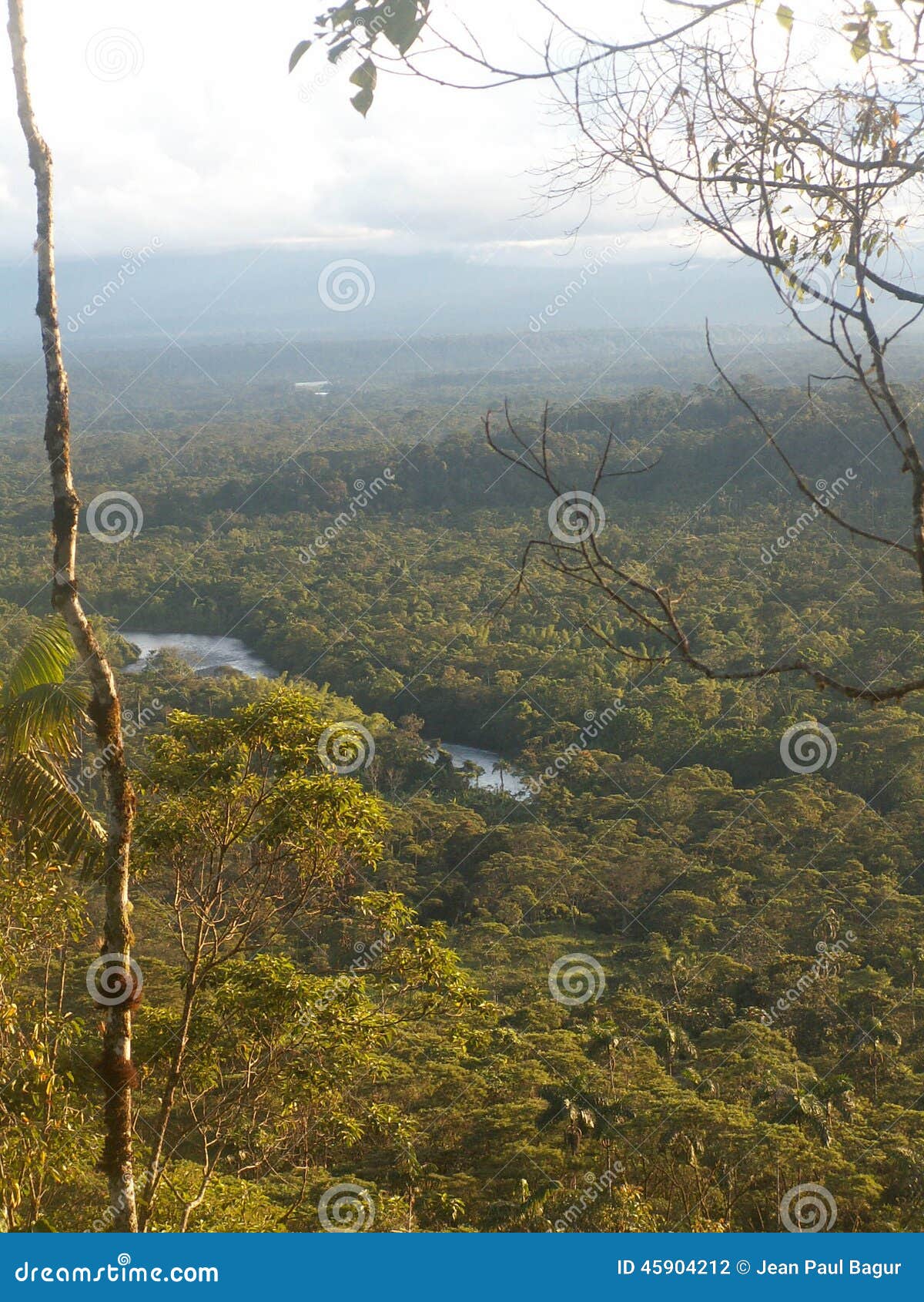 Amazon Rainforest View stock photo. Image of ecuador - 45904212