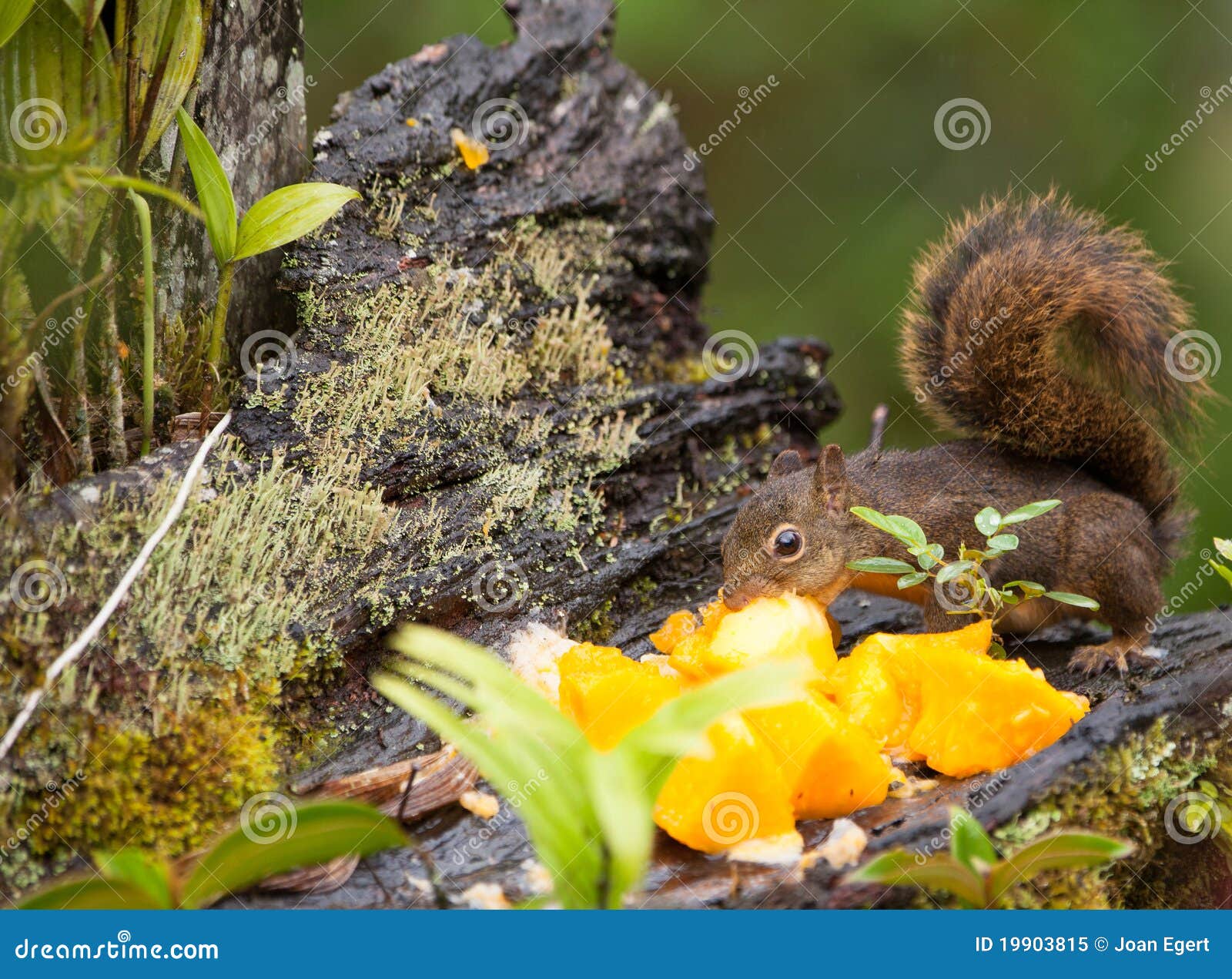 An Amazon Red Squirrel Feeding on Fruit Stock Image - Image of fruits ...
