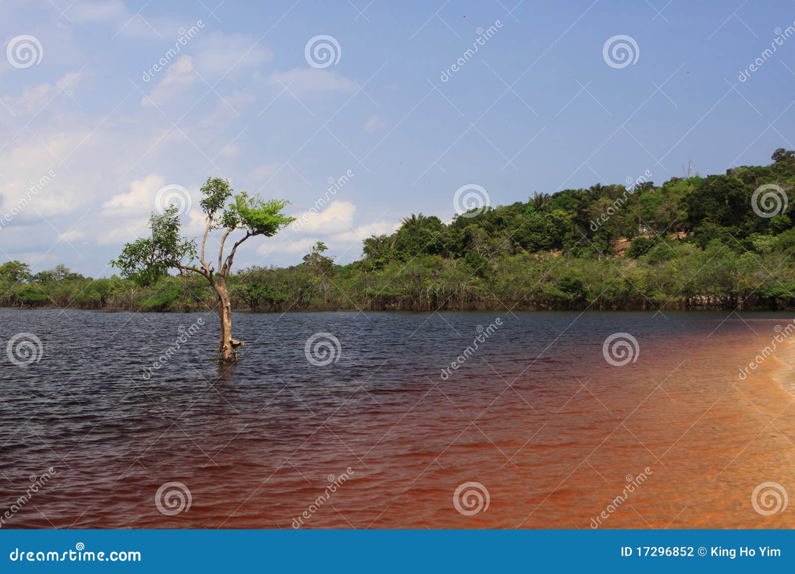 Amazon River stock photo. Image of tour, river, adventure - 17296852