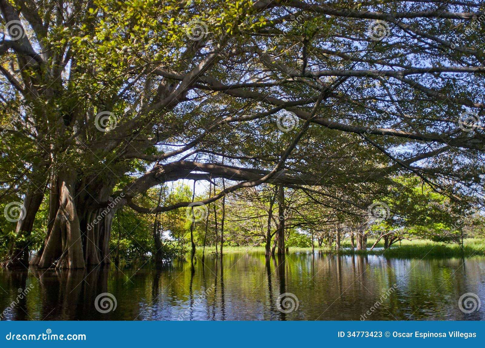 Amazon River. Brazil stock image. Image of journey, vacations - 34773423