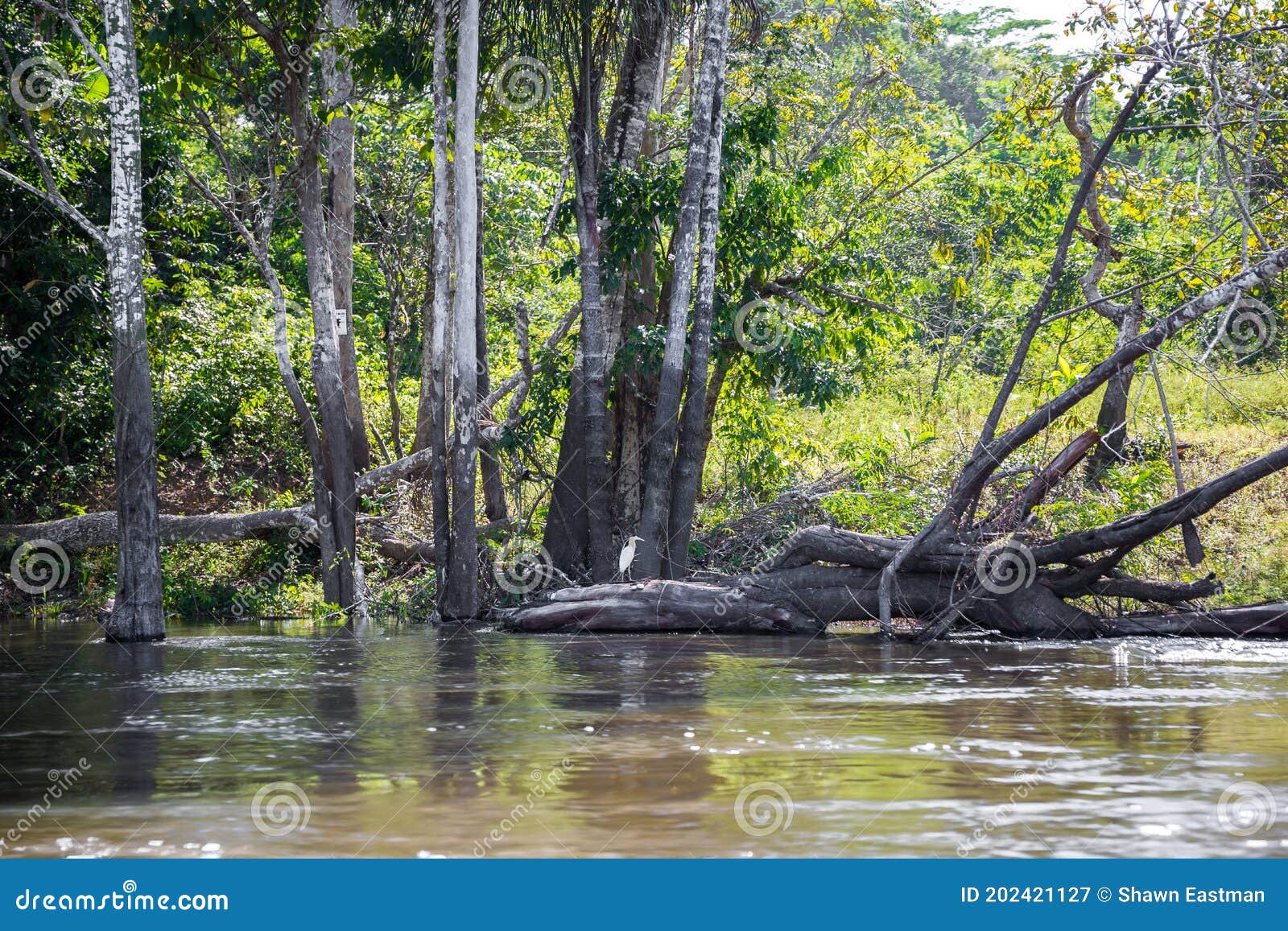 Amazon River Deep in the Rainforest with Tropical Bird Perched on a ...