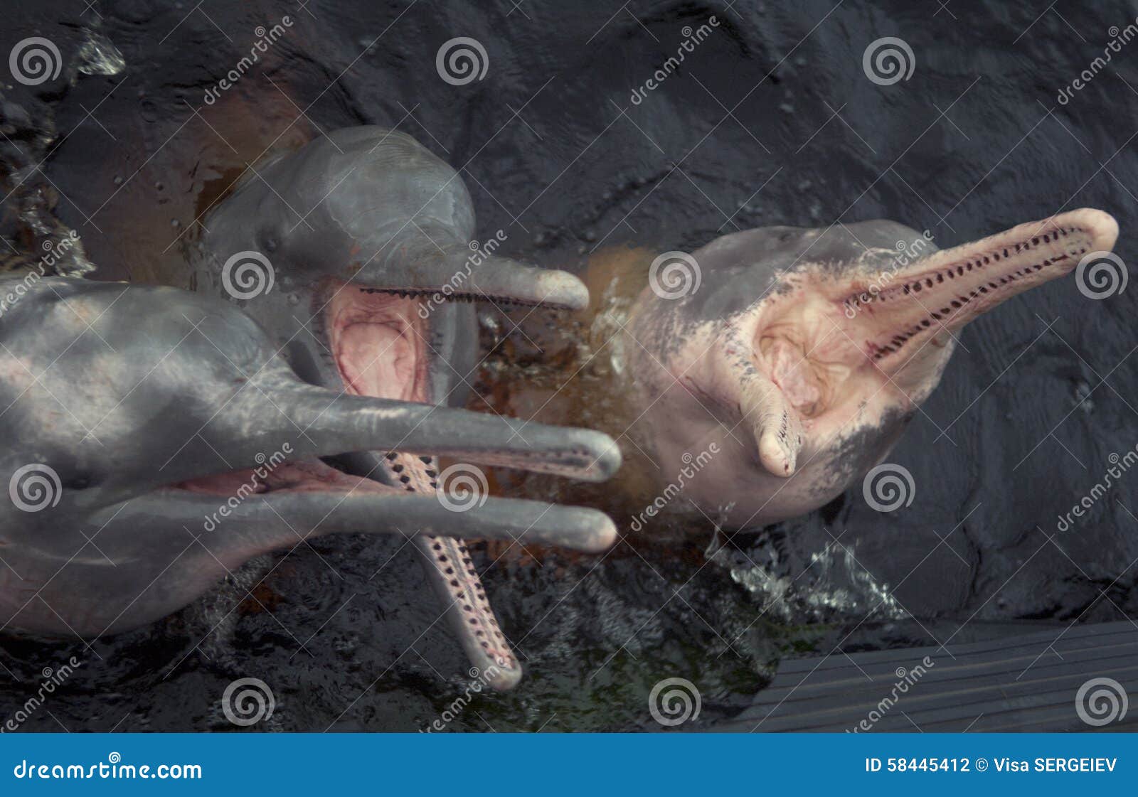 Amazon river dolphins stock photo. Image of nature, brazilian - 58445412