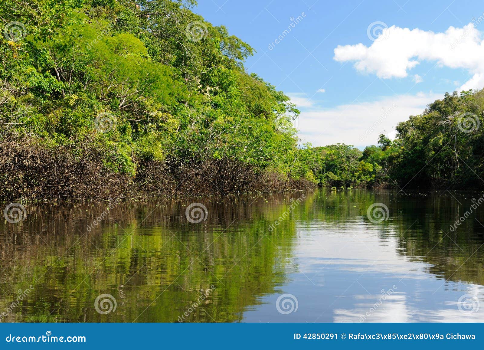 Amazon River Landscape in Colombia Stock Image - Image of protect ...