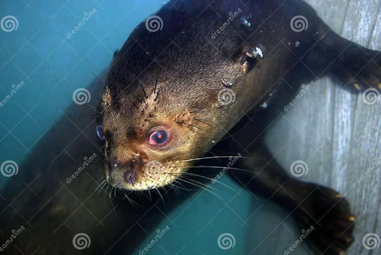 Amazon River Otter stock photo. Image of mammal, swimming - 23260888