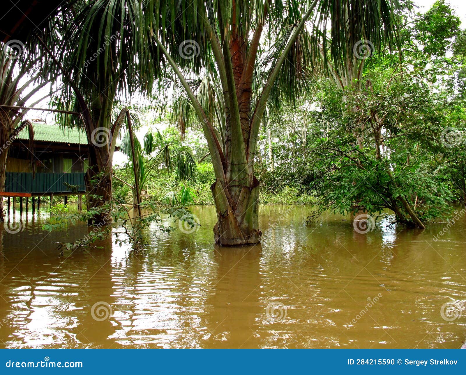 The Amazon River in Peru, South America Stock Photo - Image of water ...