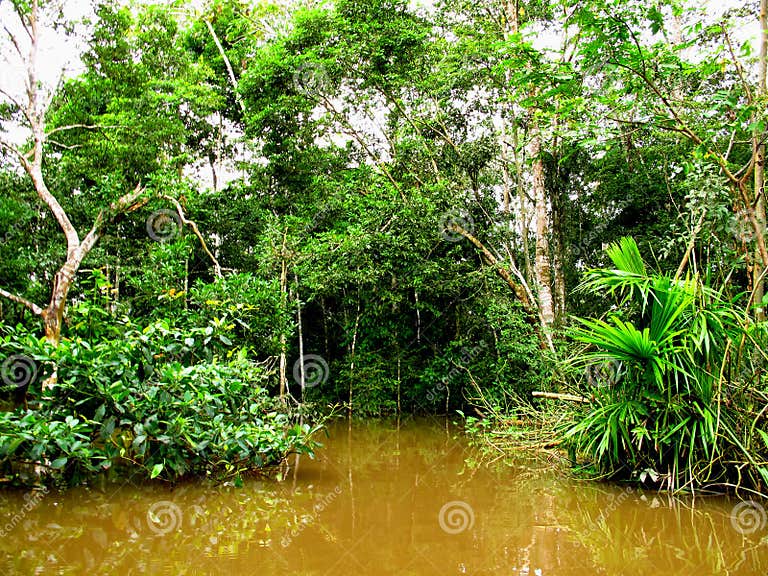 The Amazon River in Peru, South America Stock Photo - Image of nature ...