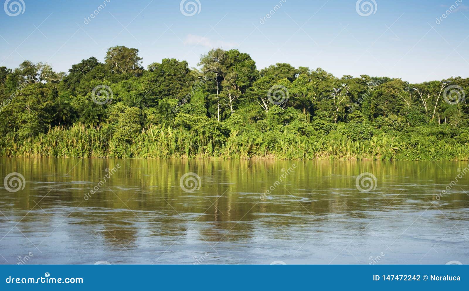 Amazon River and Rainforest Landscape Stock Photo - Image of cloud ...