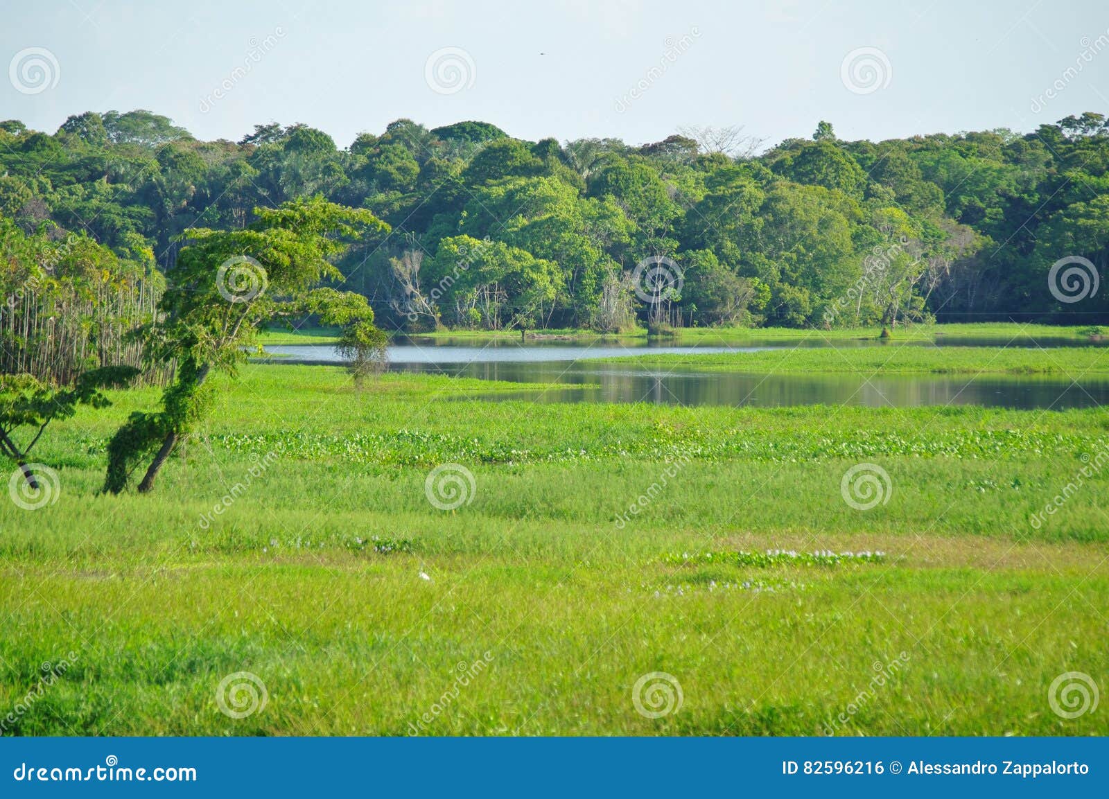Amazon River and Tropical Forest Stock Photo - Image of background ...