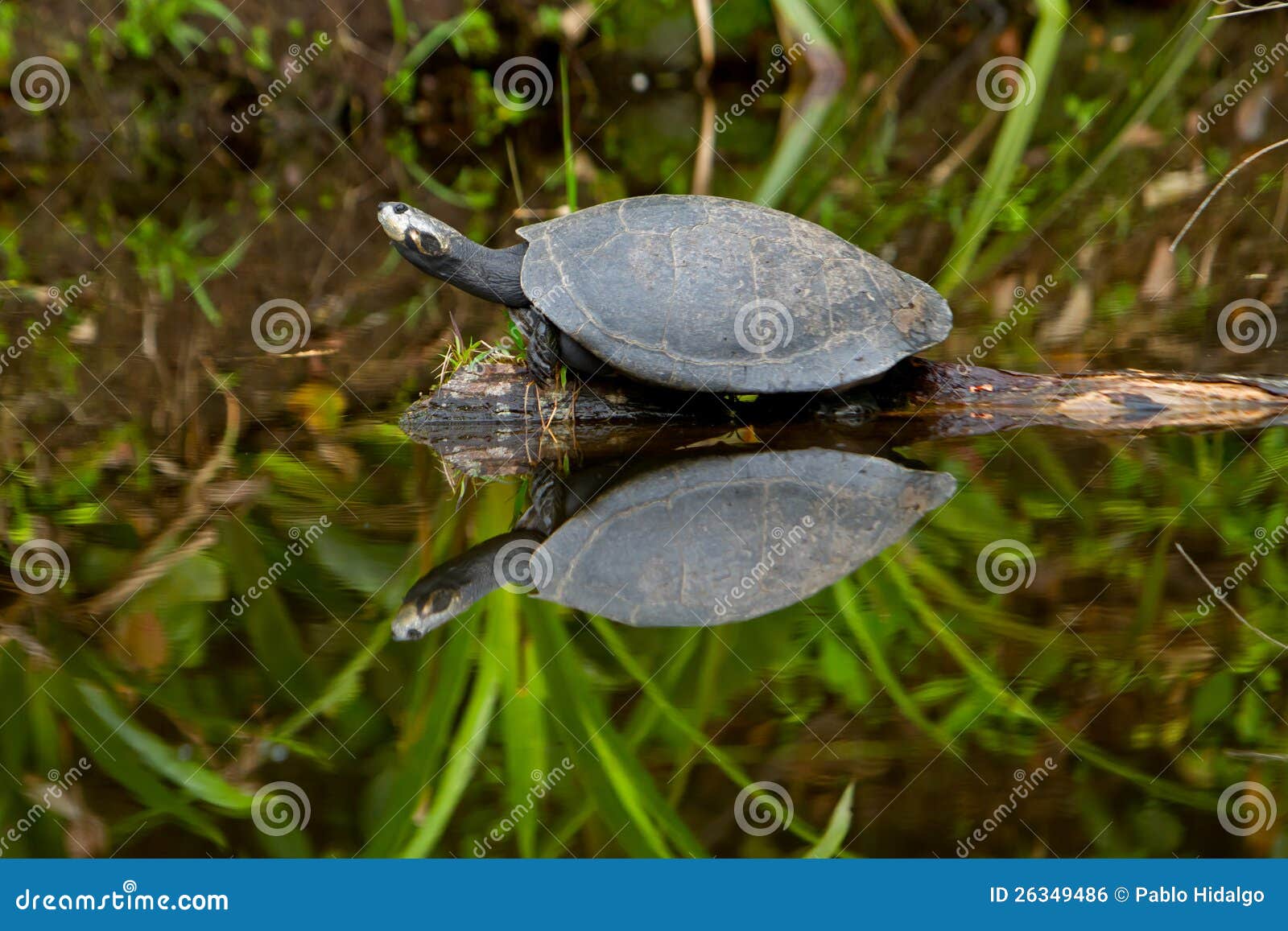 Amazon River Turtle on Its Natural Habitat Stock Photo - Image of ...