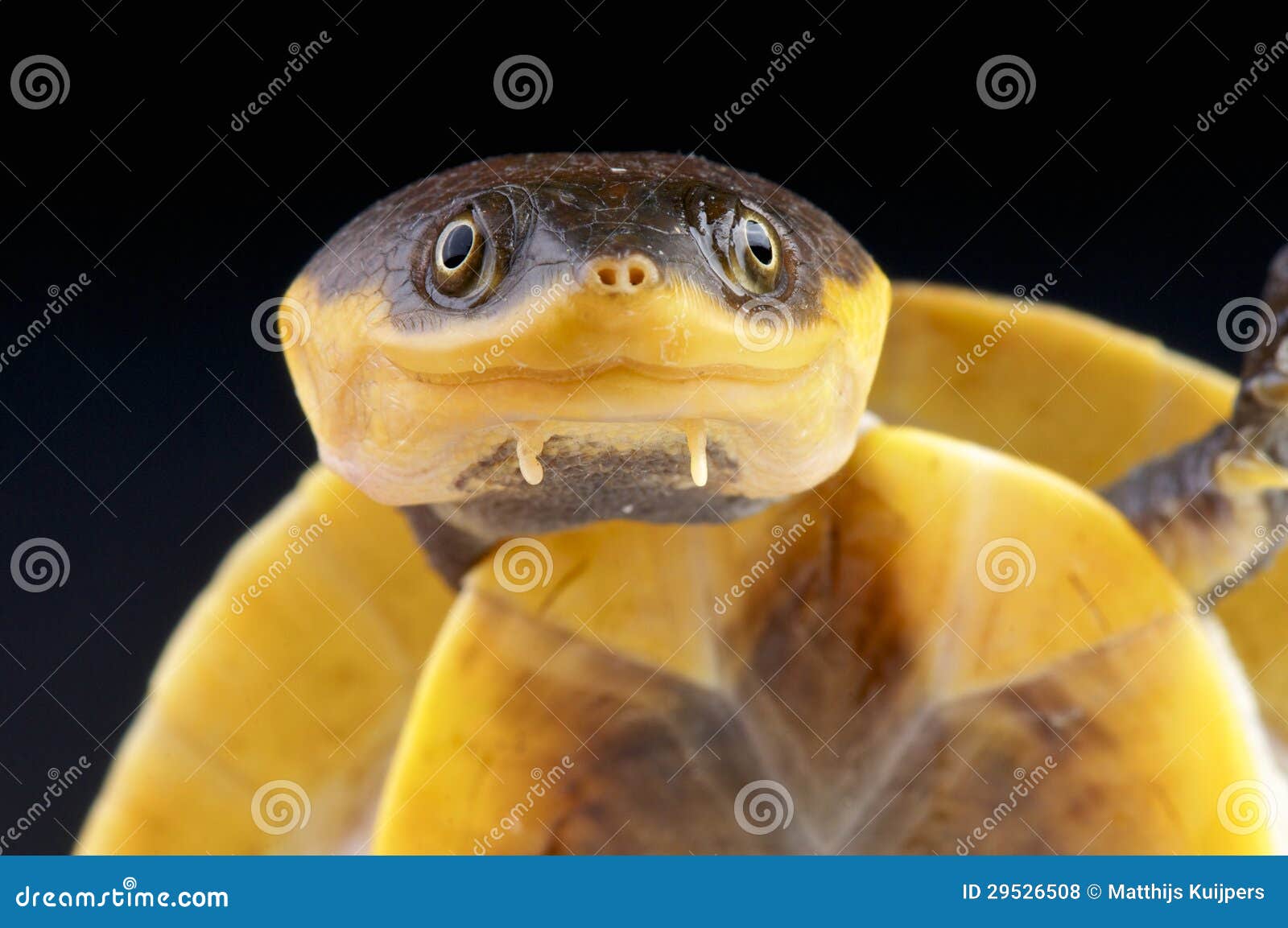 Amazon Toad-headed Turtle / Batrachemys Raniceps Stock Photo - Image of ...