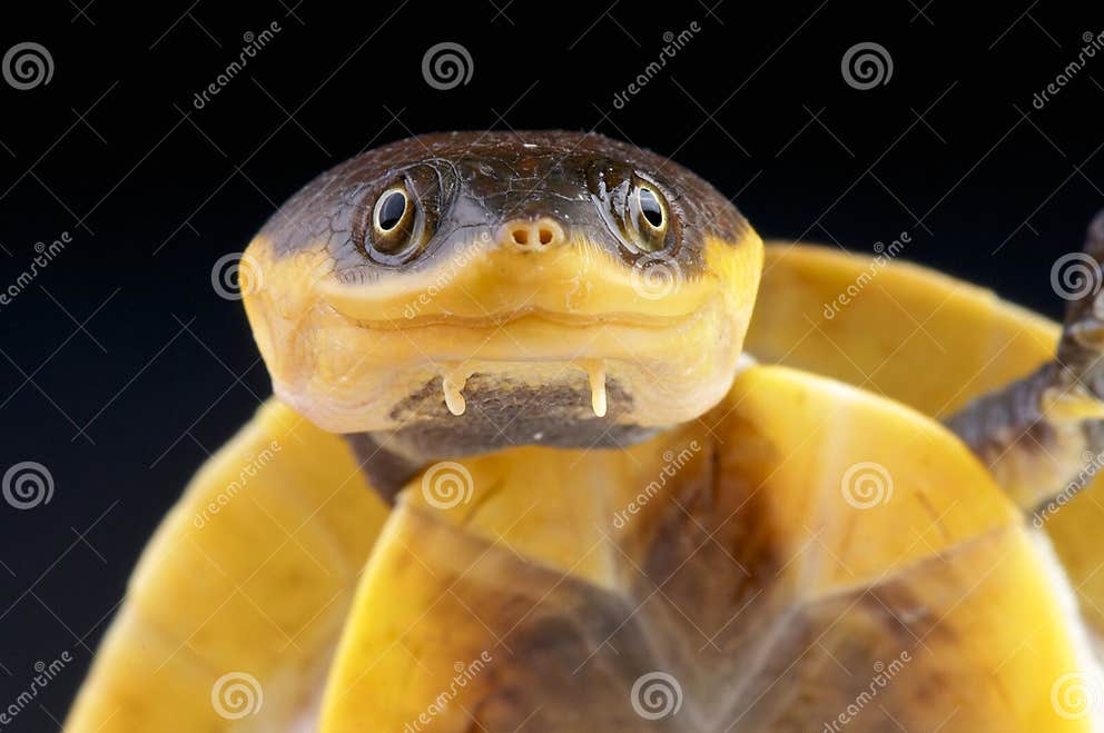 Amazon Toad-headed Turtle / Batrachemys Raniceps Stock Photo - Image of ...