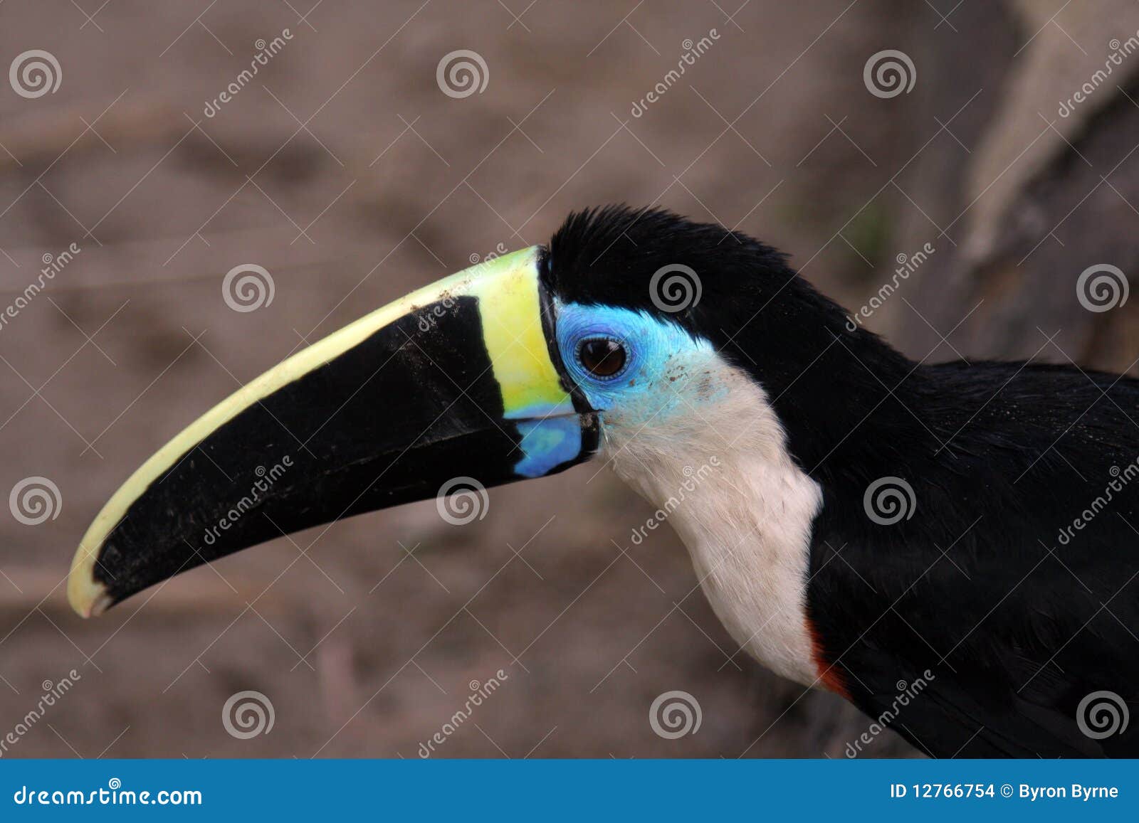 Amazon Toucan Side View Stock Images - Image: 12766754