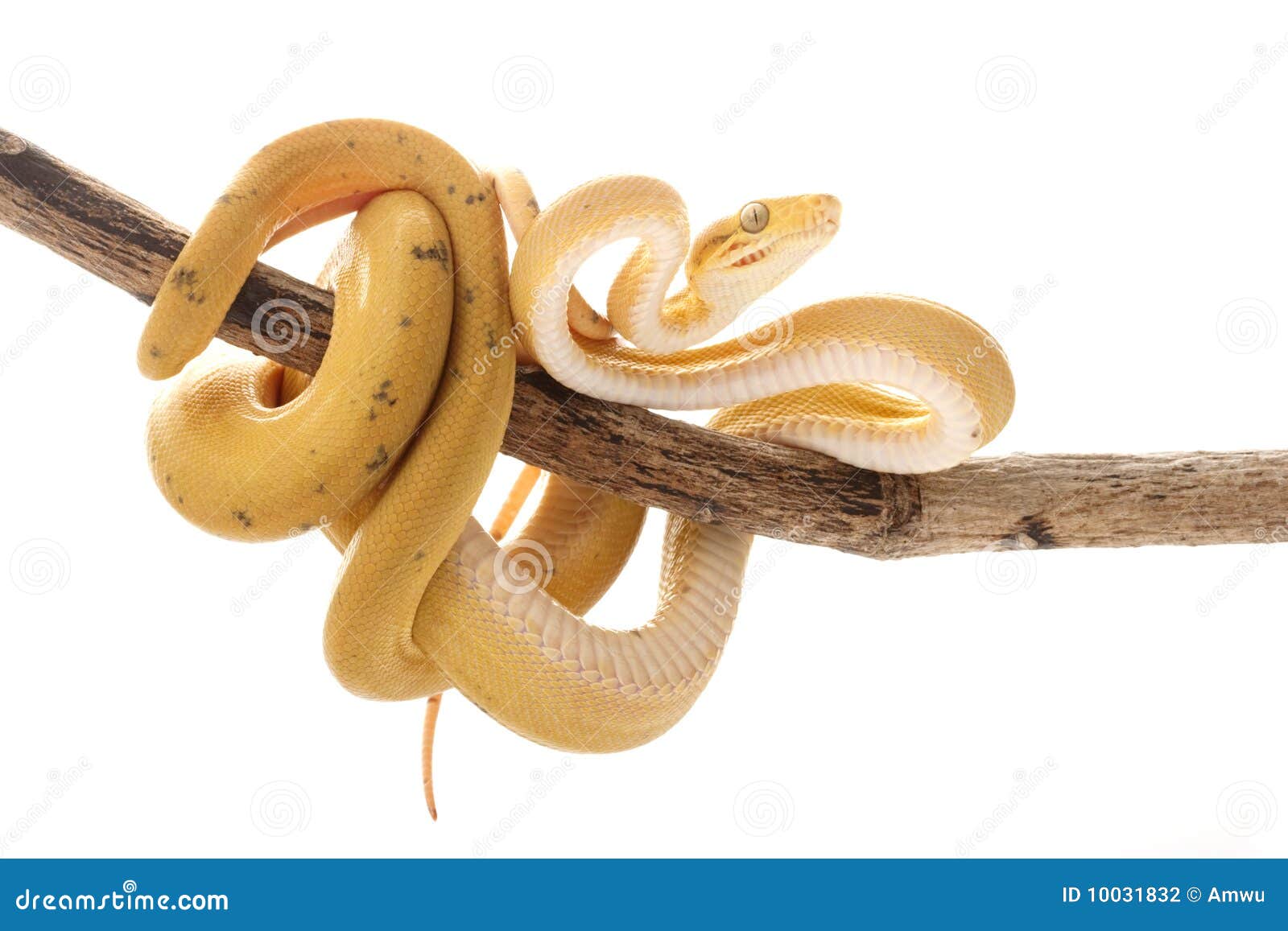Amazon tree boa stock photo. Image of sinister, yellow - 10031832