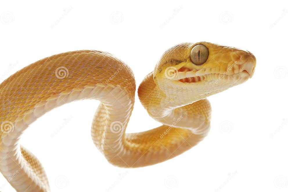 Amazon tree boa stock photo. Image of tree, species, background - 10031866