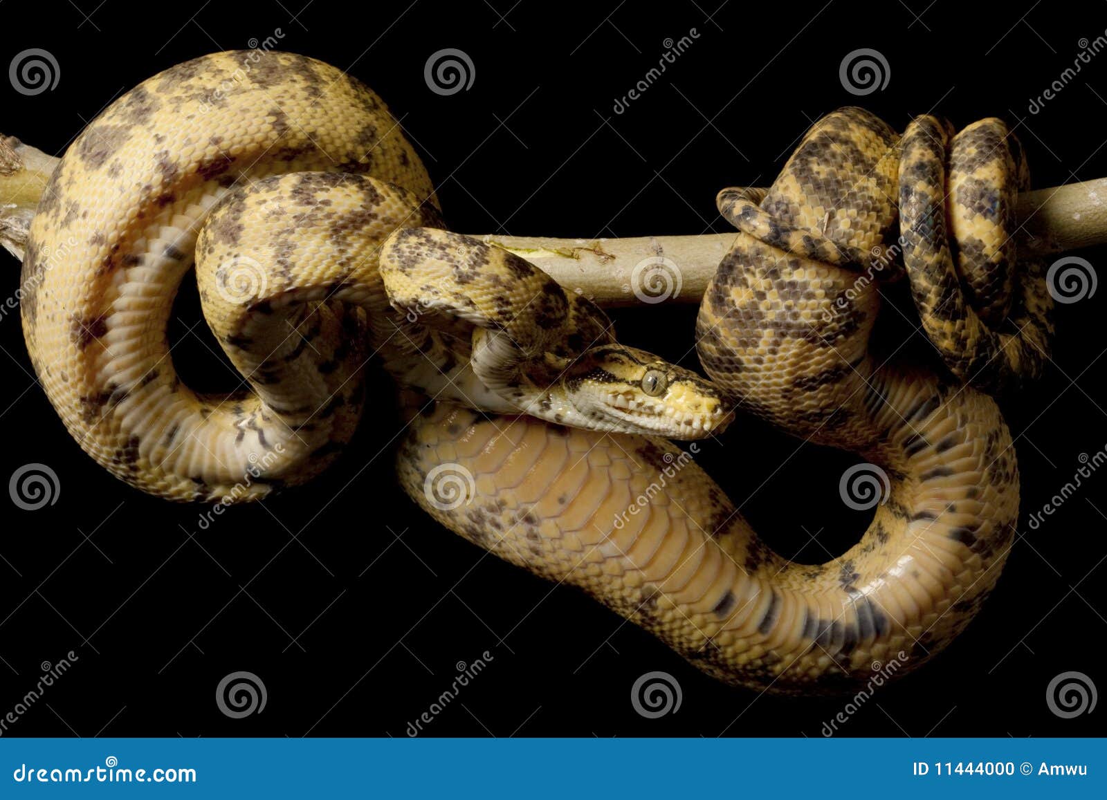 Amazon Tree Boa (Corallus Hortulanus) Snake Stock Photo | CartoonDealer ...