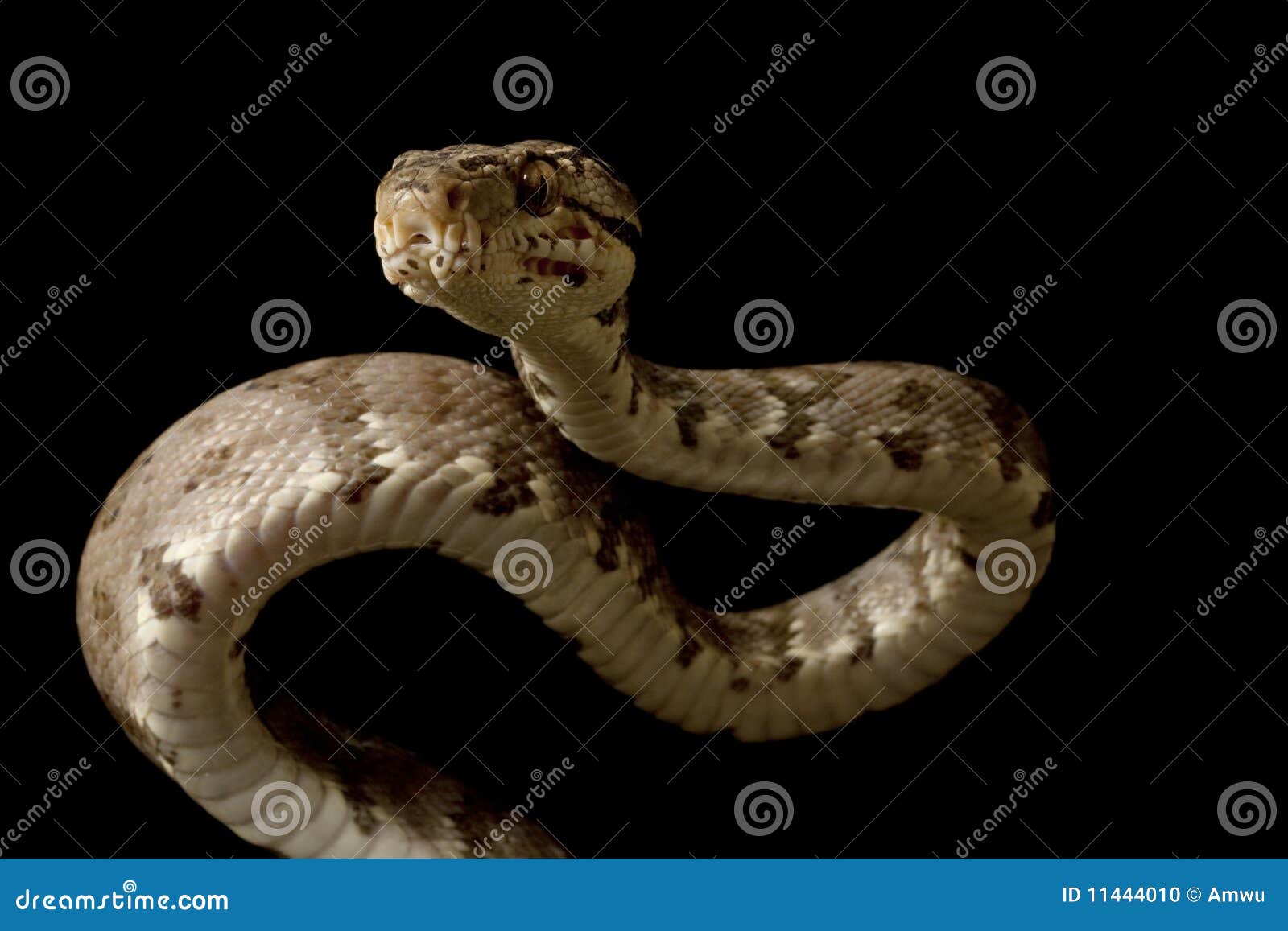 Amazon tree boa stock photo. Image of wildlife, predator - 11444010