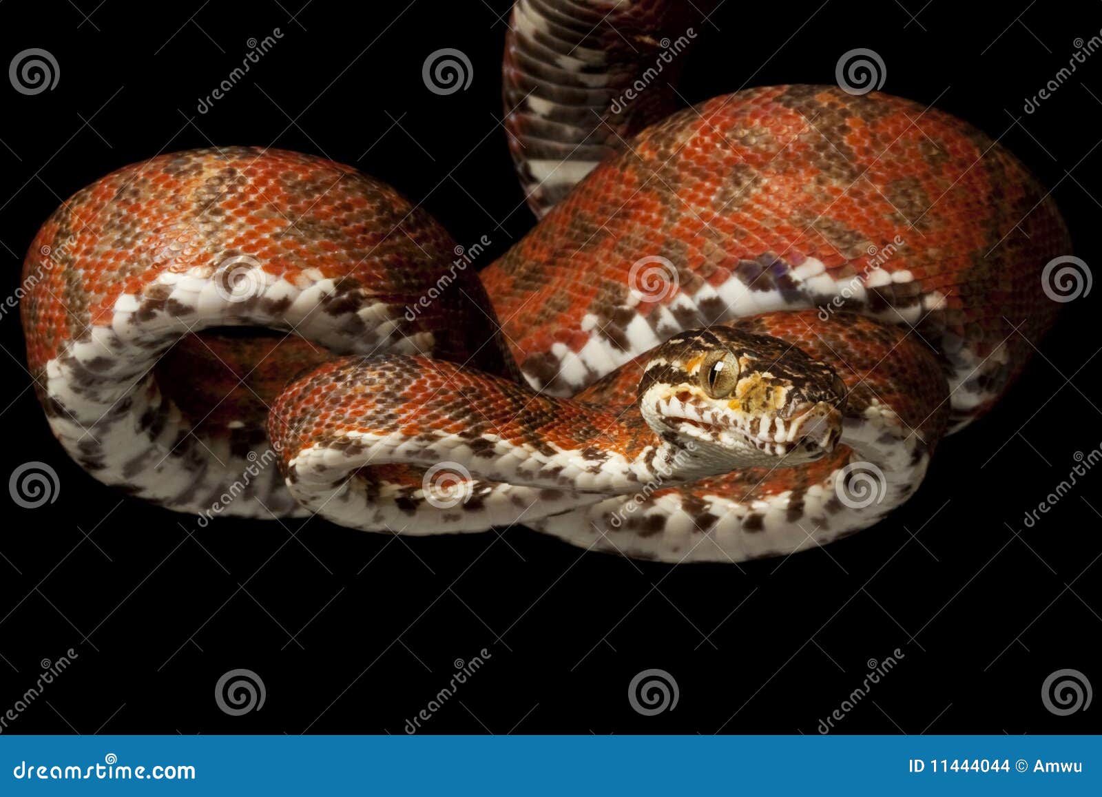 Amazon tree boa stock photo. Image of colorful, arboreal - 11444044