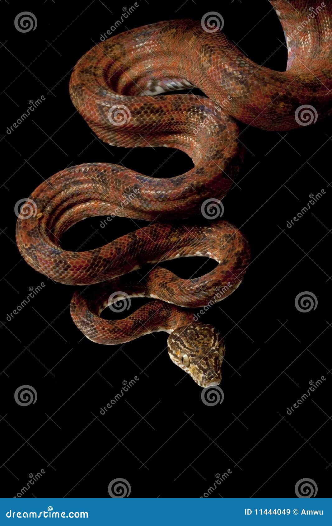 Amazon tree boa stock image. Image of crawling, copy - 11444049