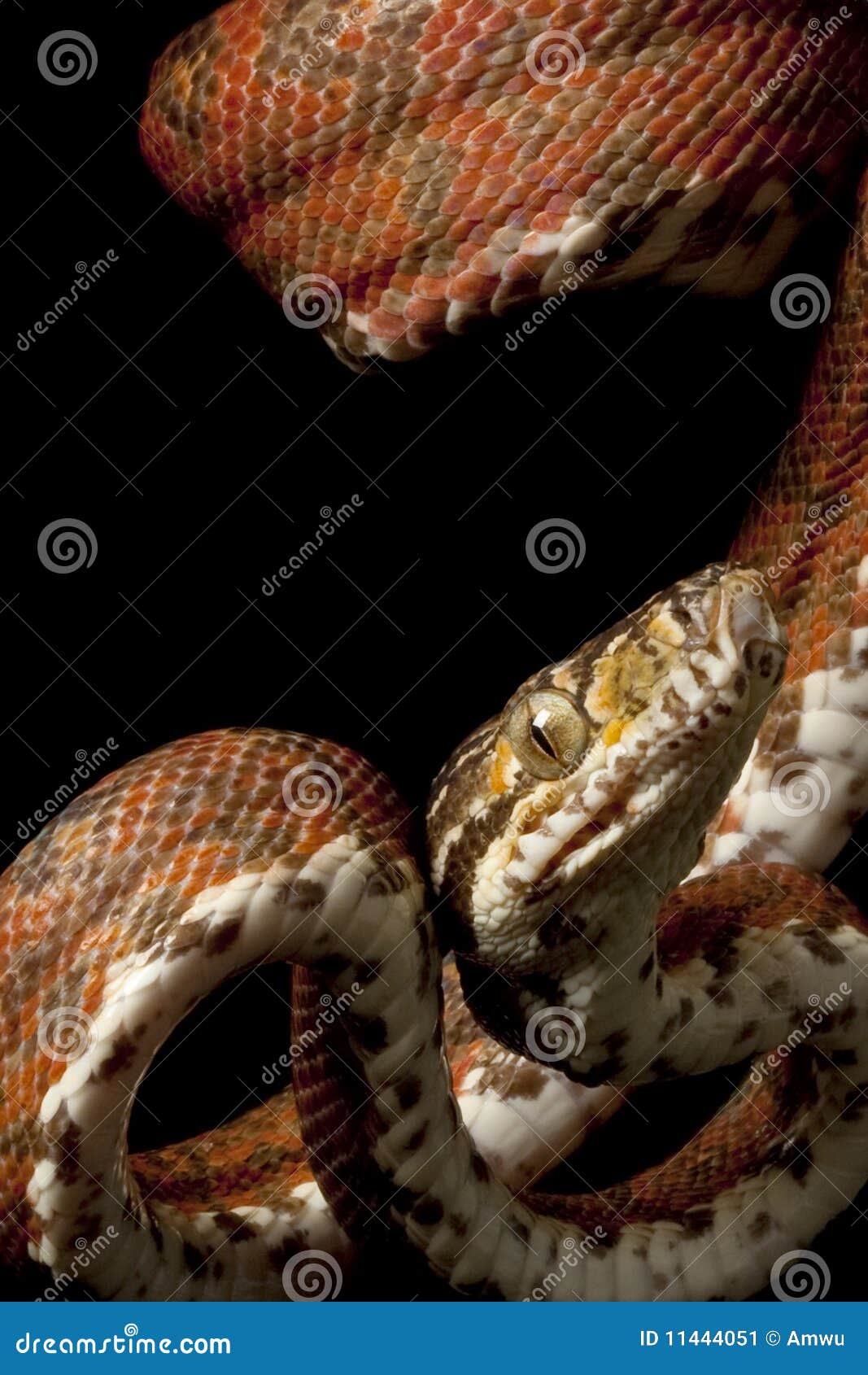Amazon tree boa stock image. Image of species, animal - 11444051