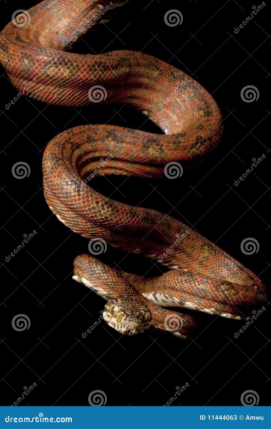 Amazon tree boa stock image. Image of looking, crawling - 11444063