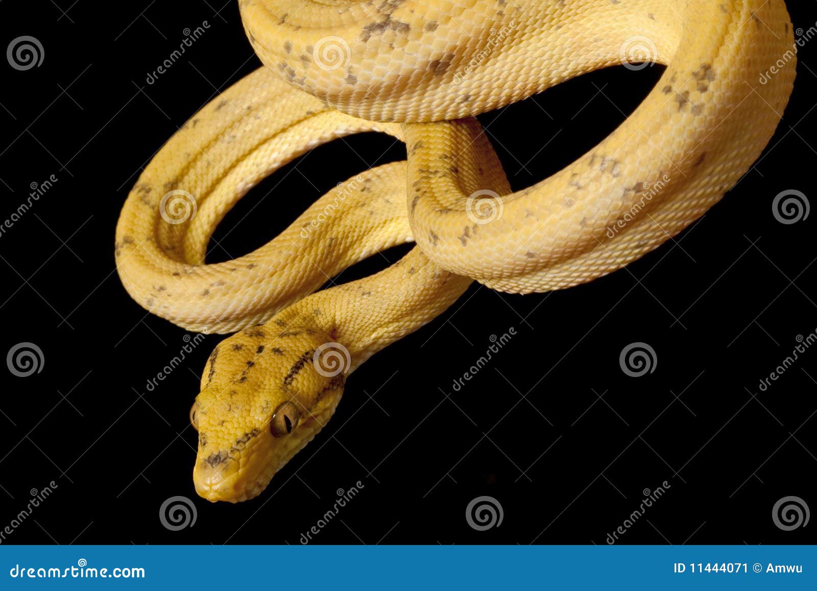 Amazon tree boa stock image. Image of wildlife, species - 11444071