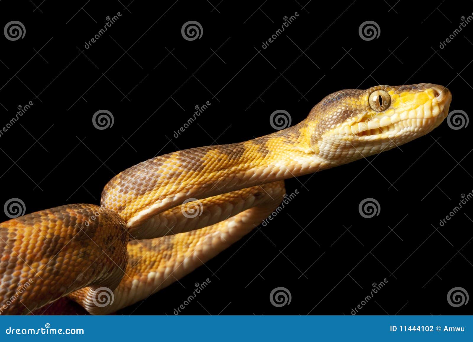 Amazon tree boa stock photo. Image of beauty, striking - 11444102