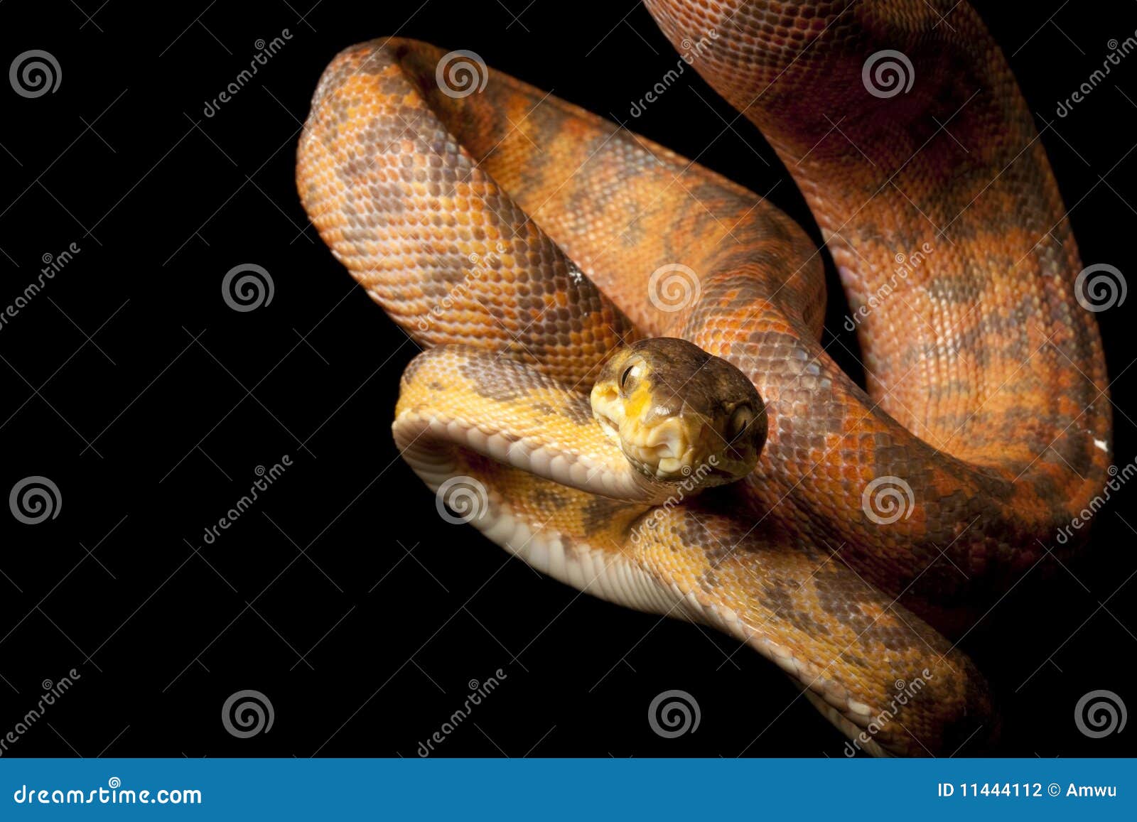 Amazon tree boa stock photo. Image of endangered, beauty - 11444112