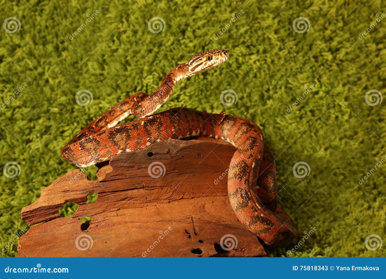 Amazon Tree Boa (Corallus Hortulanus) Snake Stock Image - Image of ...