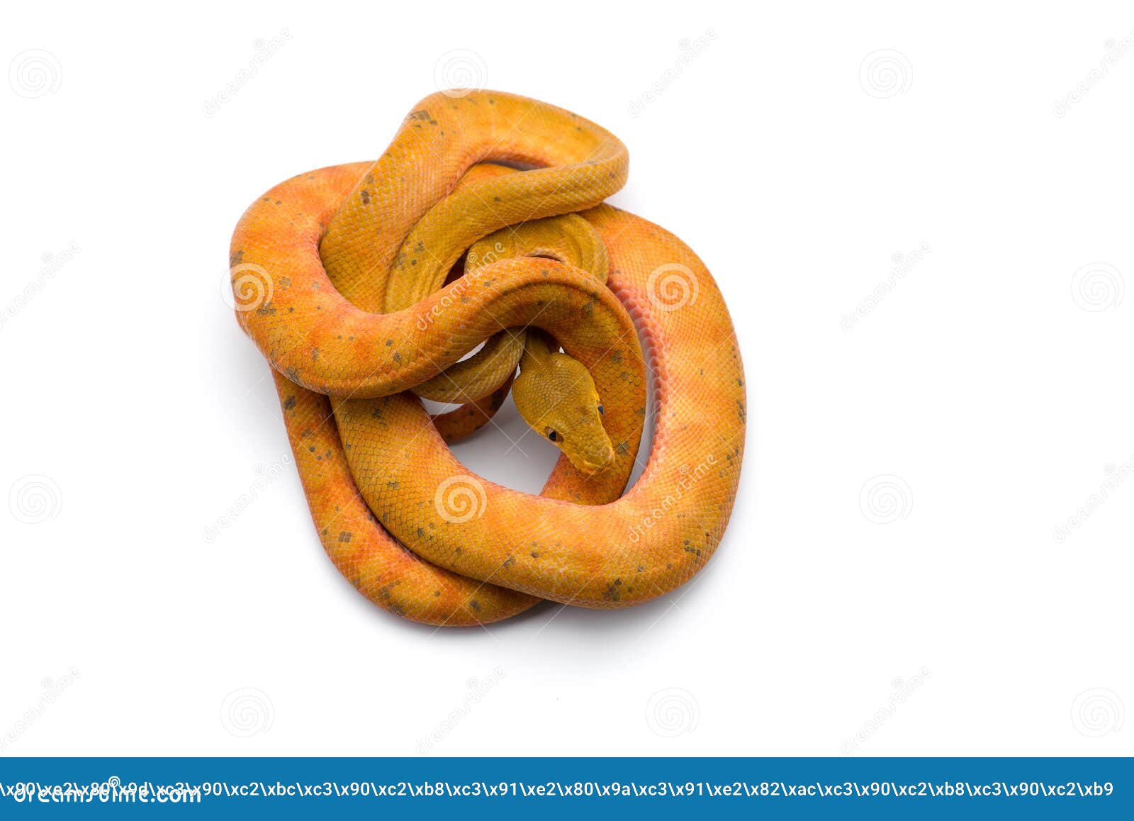 Amazon Tree Boa Isolated on White Background Stock Photo - Image of ...