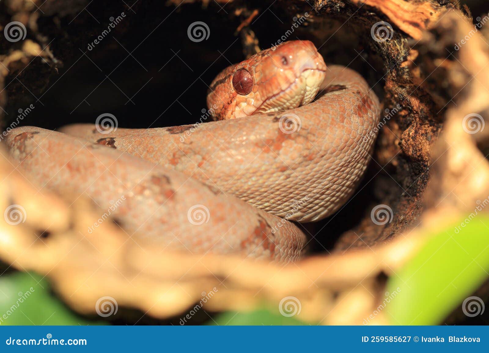 Amazon tree boa stock image. Image of insect, amazon - 259585627
