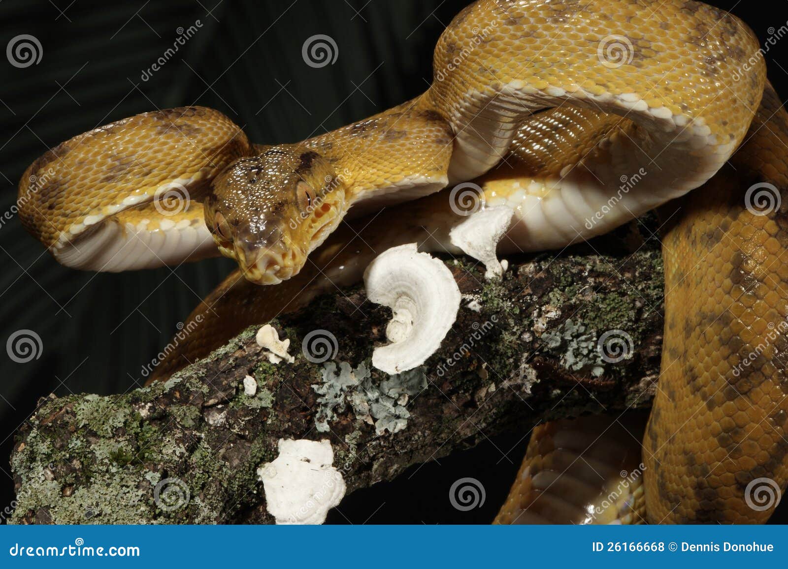 Amazon Tree Boa (Orange Phase) - Corallus Hortulan Royalty Free Stock ...