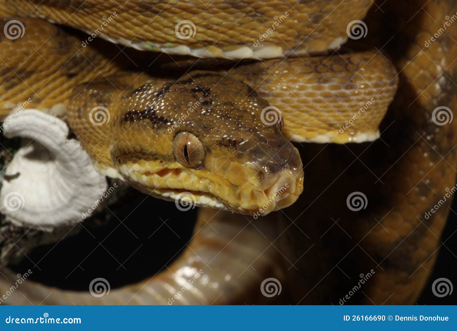 Amazon Tree Boa (Orange Phase) - Corallus Hortulan Stock Photo - Image ...