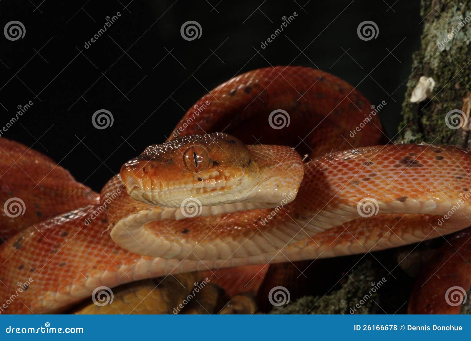 Amazon Tree Boa (red Phase) - Corallus Hortulan Stock Photo - Image of ...