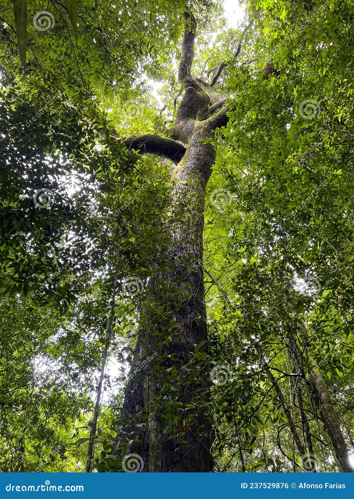 These are the Amazon Trees that Keep the Planet Cool. Typical Amazon ...