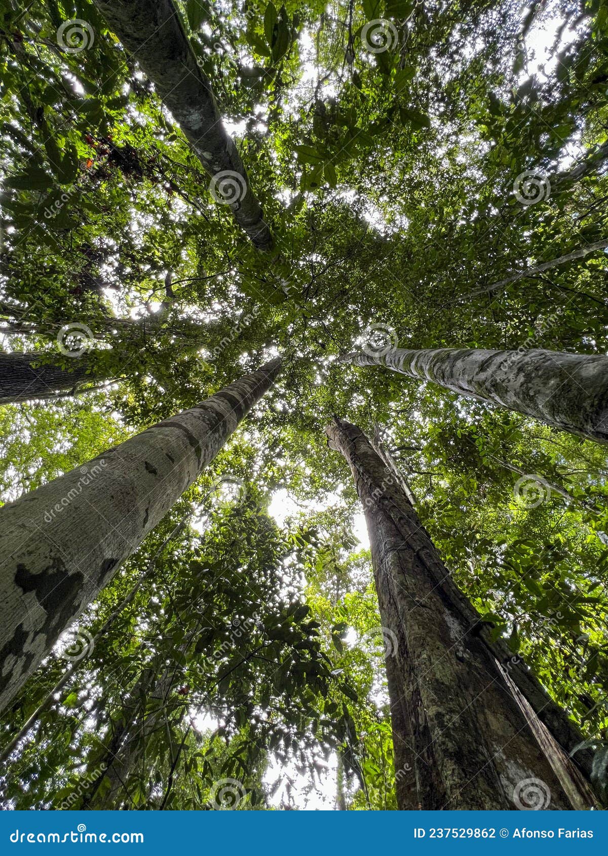 These are the Amazon Trees that Keep the Planet Cool. Typical Amazon ...